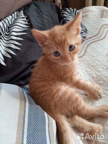 Котенок богатки