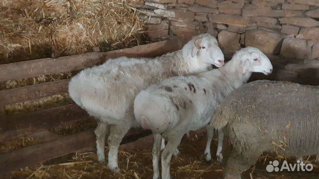 Баран племенной Адельбай