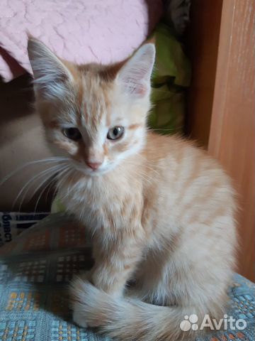 Чудесные красивые котята ищут хозяев