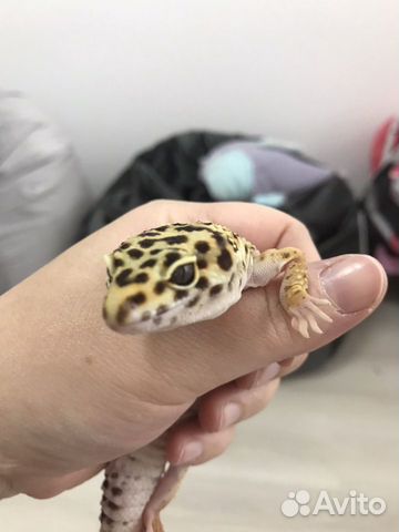 Эублефар самка 3 года с террариумом