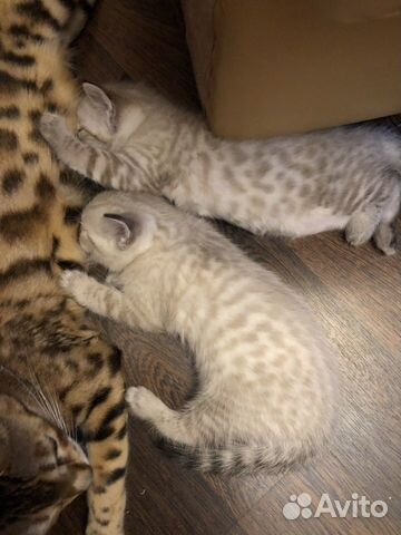 Котята от бенгальской кошки