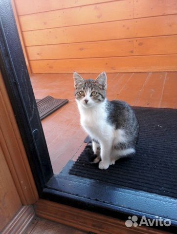 Отдаю котёночка девочку здоровая, ласковая красави