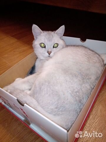 Котик породы шатландца