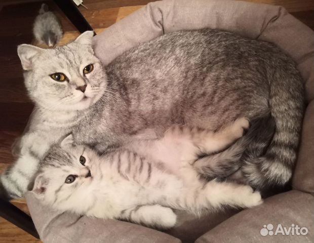 Шотландский вислоухий котёнок