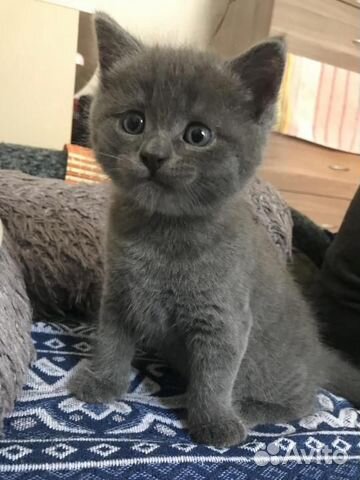 Британская