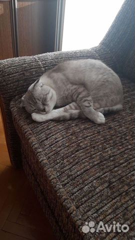 Котик