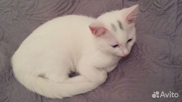Котенок
