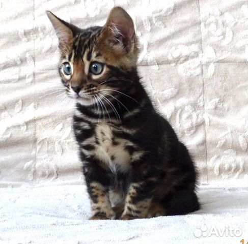 Шикарная Шикарные котята бенгальской породы с доку