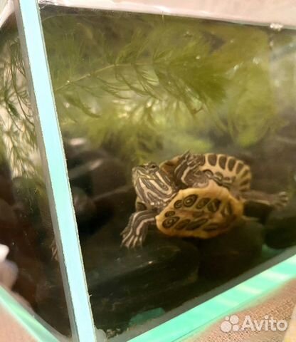 Черепаха