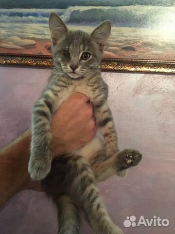 Кошечка Куколка в добрые руки