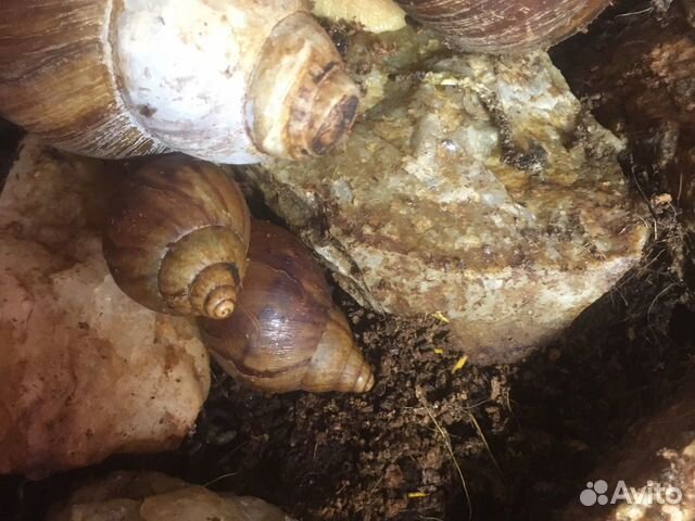 Улитки африканские ахотины