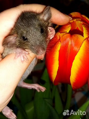 Крысята домашнего разведения