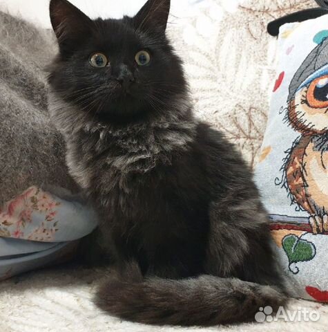 Кот сказочной красоты в поиске дома