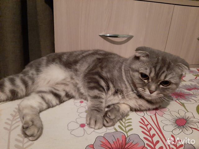 Отдам кошку, Британская вислоухая