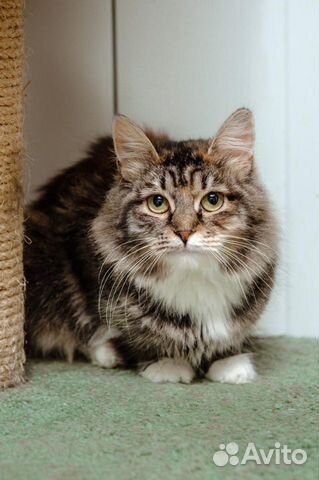 Пушистая кошка