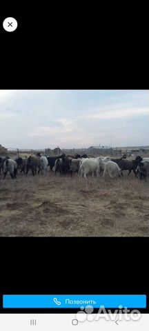 Козы козлята