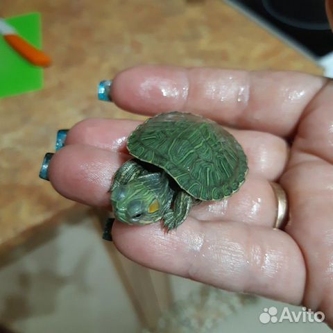 Черепашка