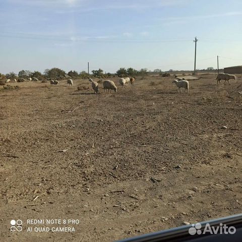 Ягнятя матки