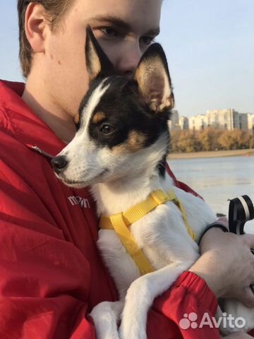 Малышка Лея ищет новых, лучших хозяев