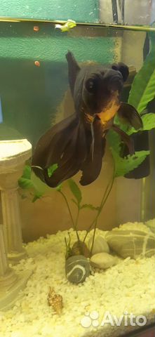 Рыба телескоп