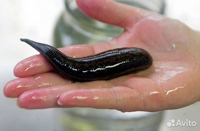 Пиявка медицинская