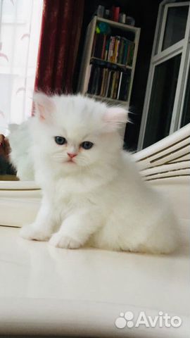 Королевские котята