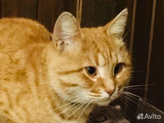 Котик