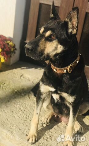 Восточноевропейская овчарка