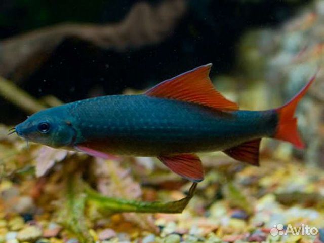 Таиландский Лабео