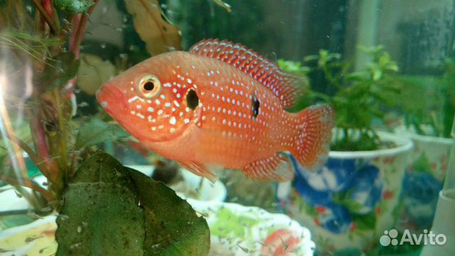 Хромис красавец и акары бирюзовые