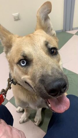 Собака в добрые руки