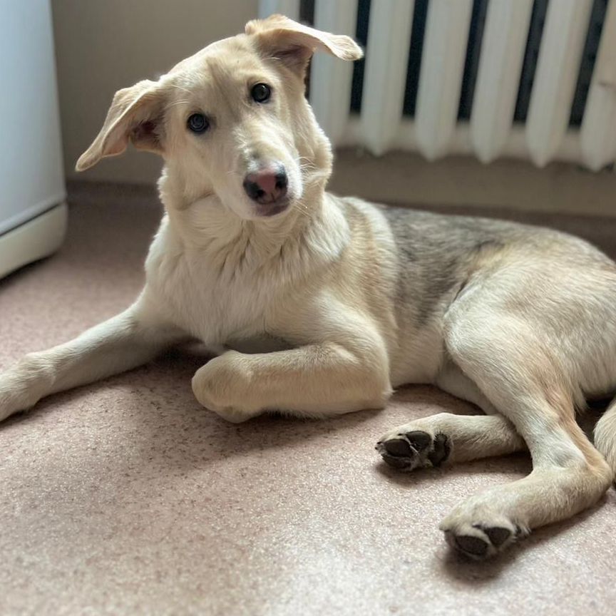 Щенок в добрые руки