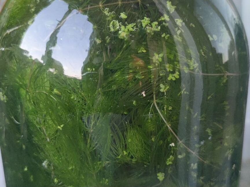 Аквариумные водоросли