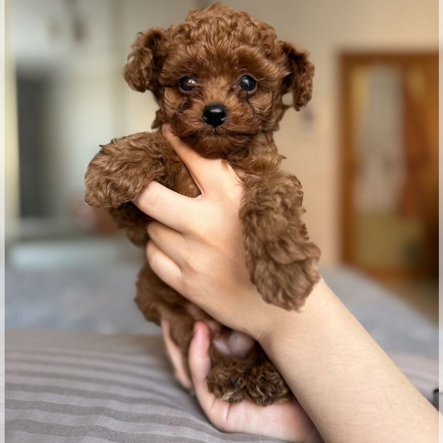 Той-пудель, щенок