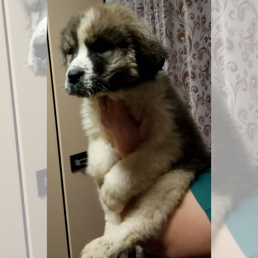 Московская сторожевая, щенок