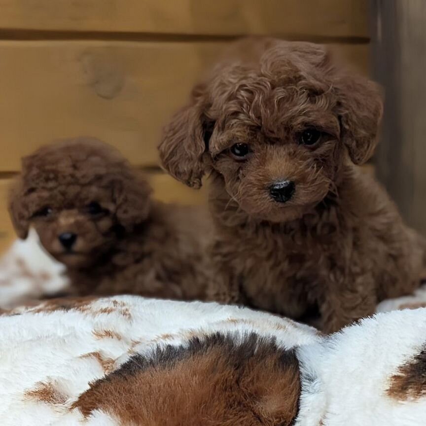 Той-пудель, щенок