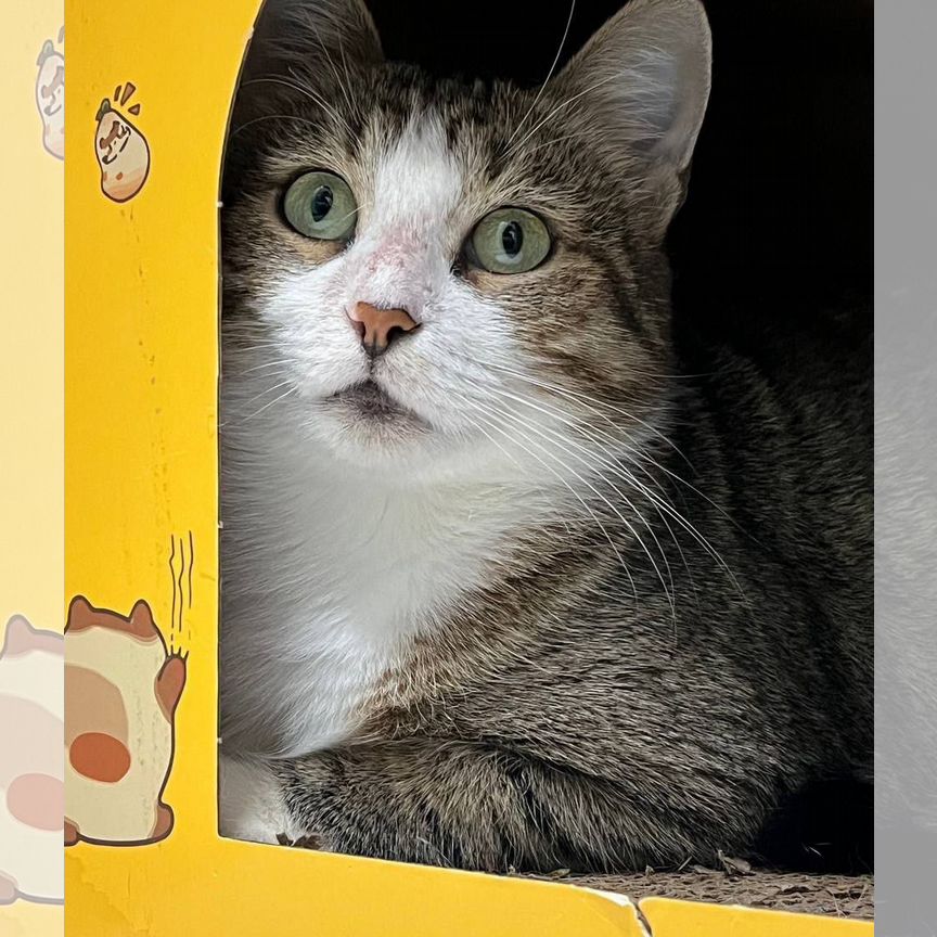 Взрослая, кошка в добрые руки