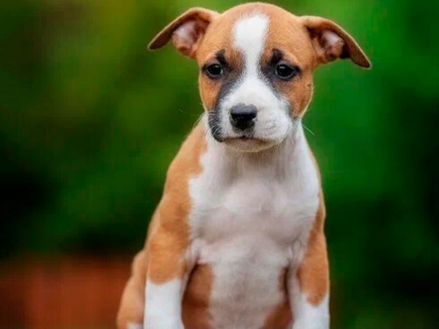 Стаффордширский терьер щенок девочка