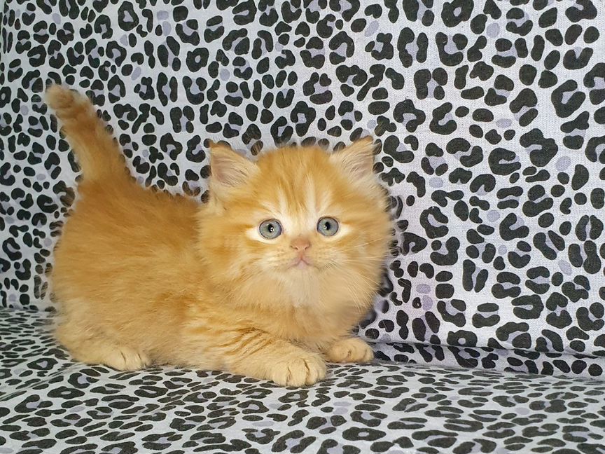Сибирские котята
