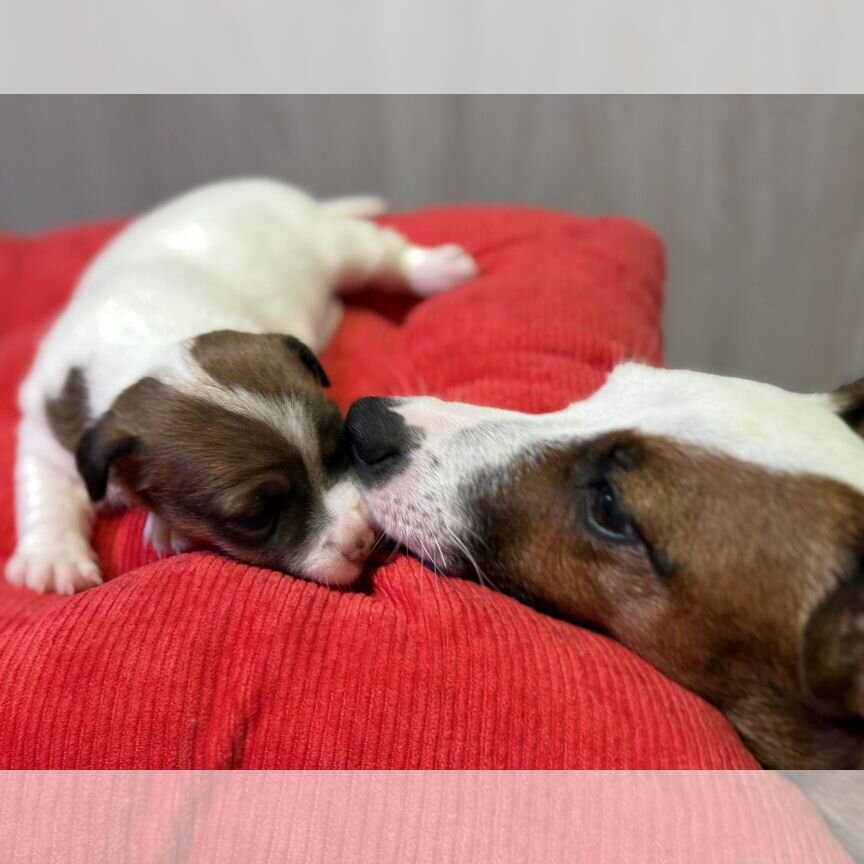 Джек рассел терьер