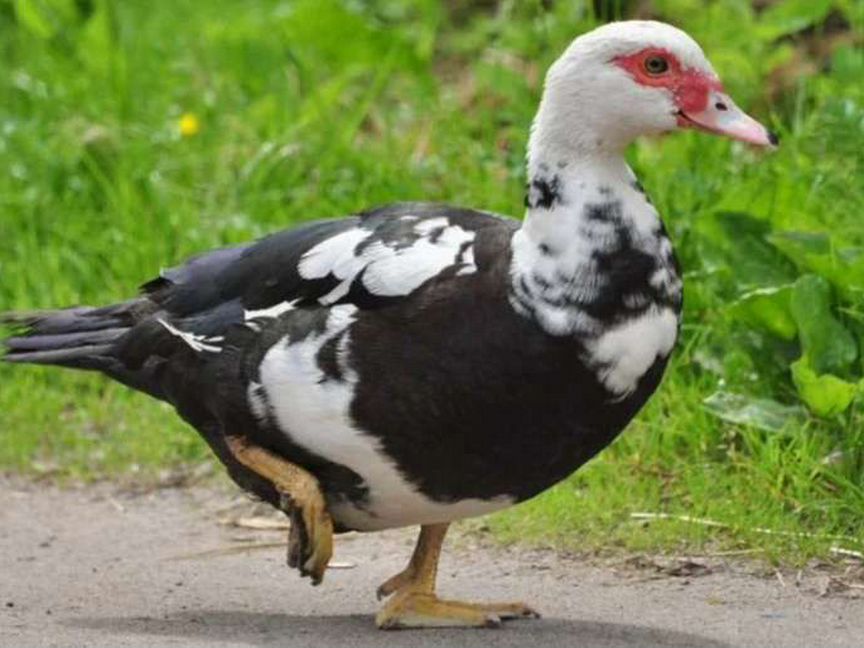 Утки, кролики