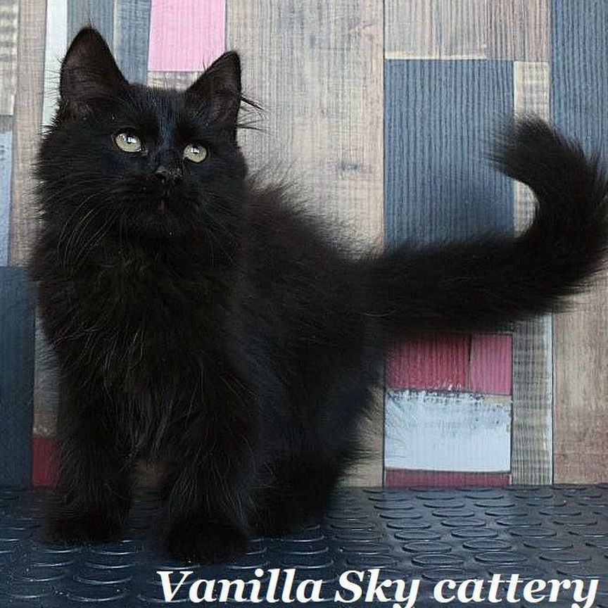 Чистокровный сибирский котенок