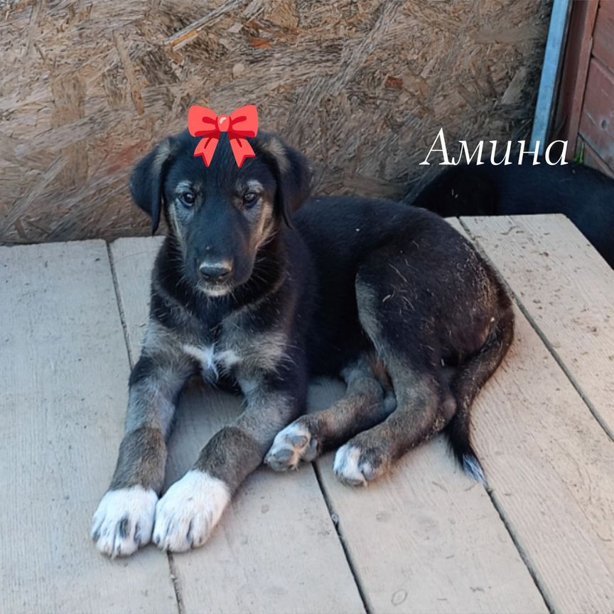 Щенок в добрые руки бесплатно