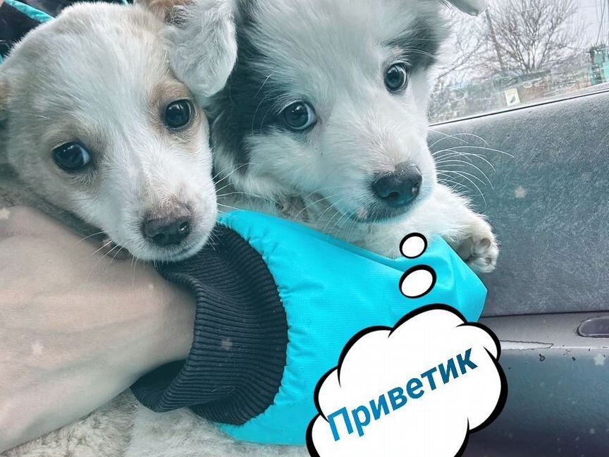 Китайская хохлатая бордер колли метис щенки в дар