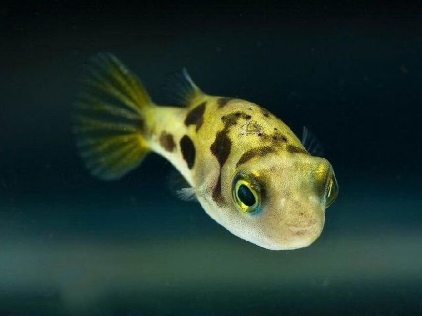 Тетрадон карликовый