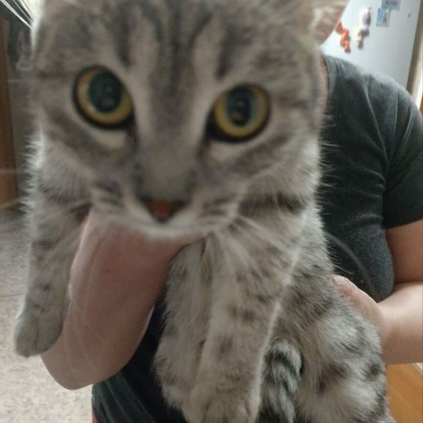 Кошка