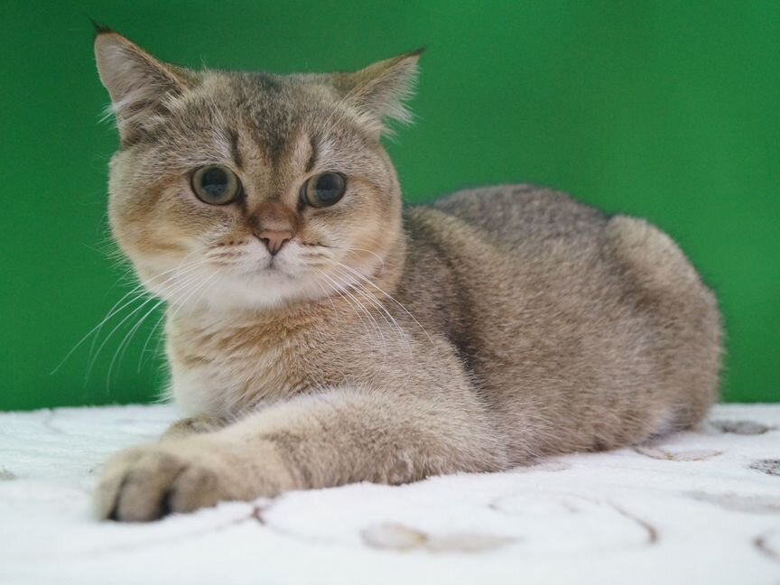 Маленький английский джентльмен