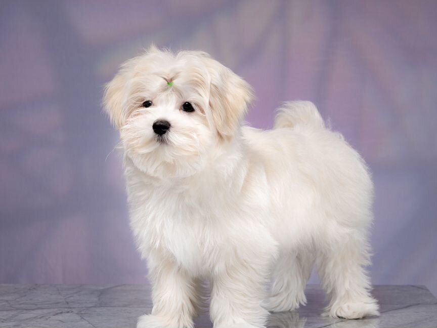 Мальтийская болонка