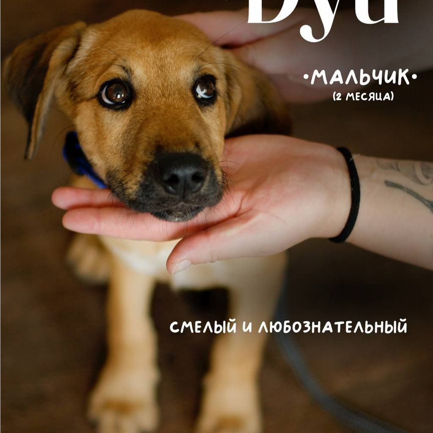 Щенок мальчик бесплатно