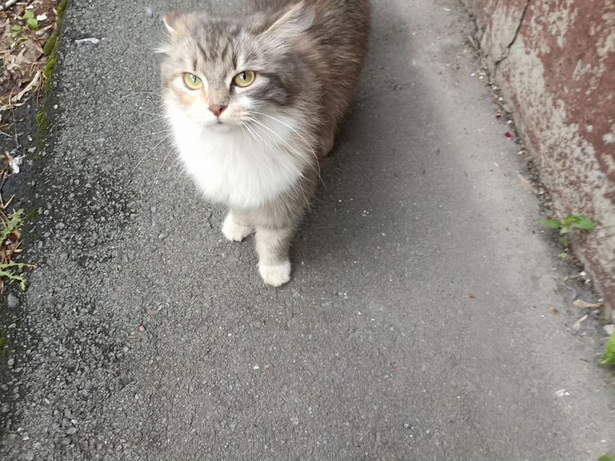 Кошечка стерилизованная